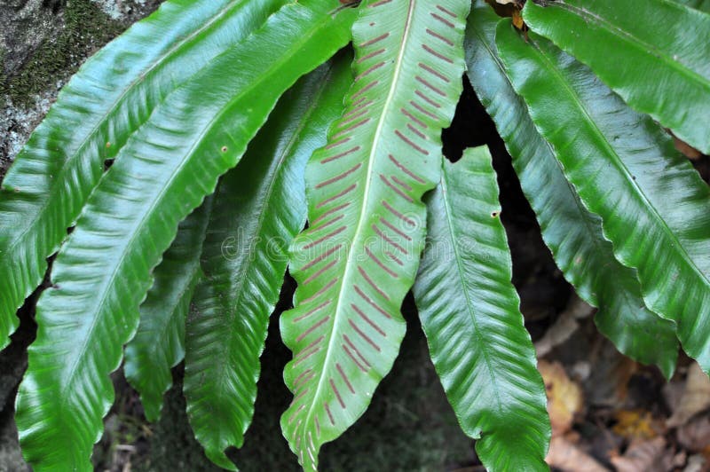 In the Wild, Fern Asplenium Scolopendrium Grows Stock Photo - Image of ...