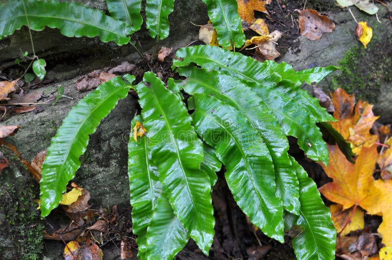 In the Wild, Fern Asplenium Scolopendrium Grows Stock Image - Image of ...