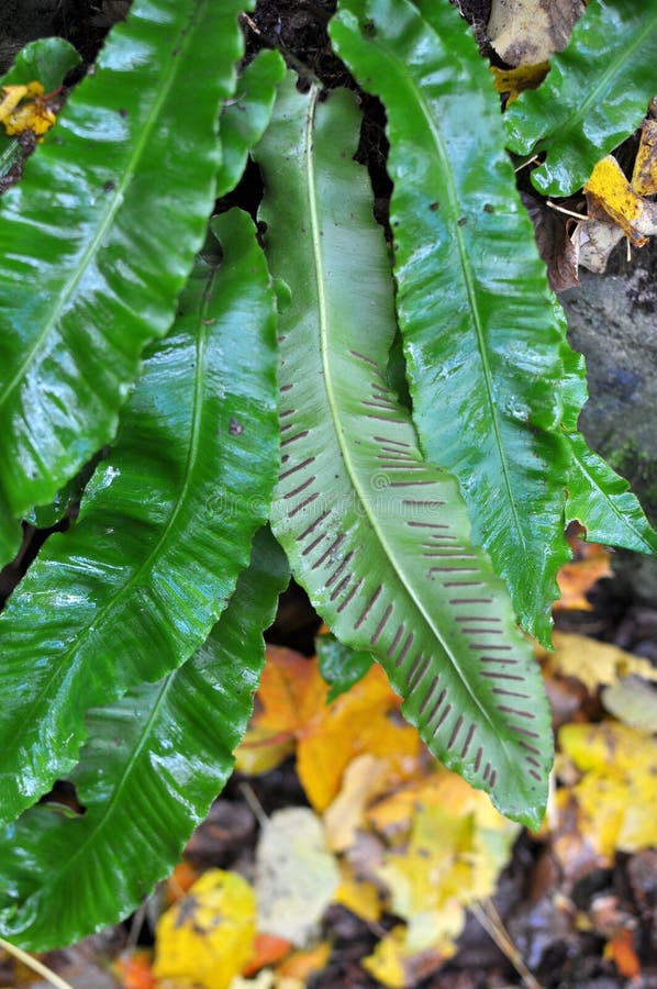 In the Wild, Fern Asplenium Scolopendrium Grows Stock Image - Image of ...