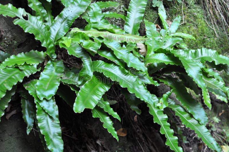 In the Wild, Fern Asplenium Scolopendrium Grows Stock Photo - Image of ...