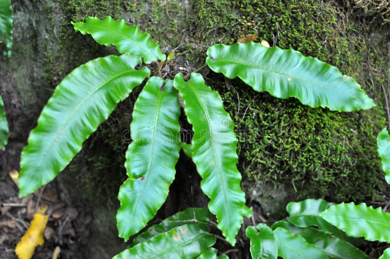 In the Wild, Fern Asplenium Scolopendrium Grows Stock Photo - Image of ...