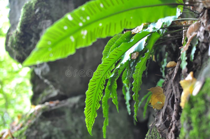 In the Wild, Fern Asplenium Scolopendrium Grows Stock Photo - Image of ...