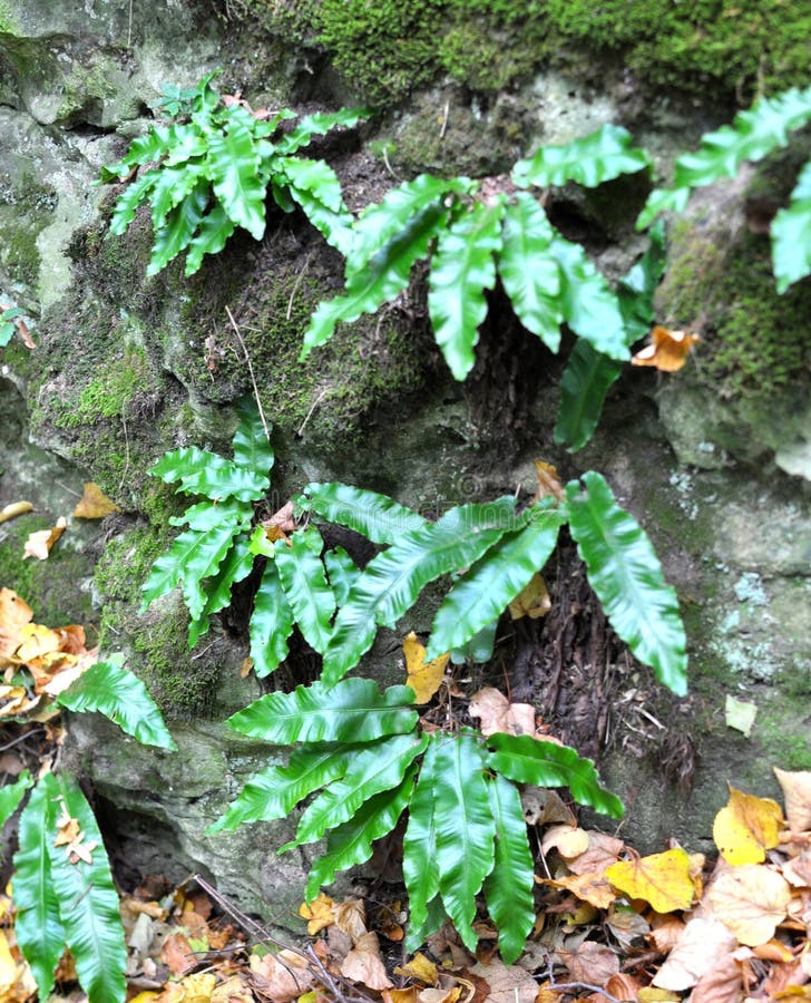 In the Wild, Fern Asplenium Scolopendrium Grows Stock Image - Image of ...
