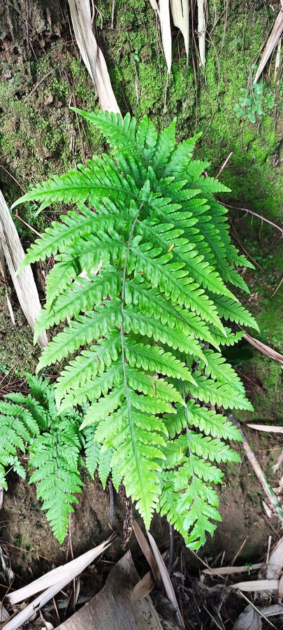 Wild Fern in the Forest Grow Stock Photo - Image of wild, growing ...