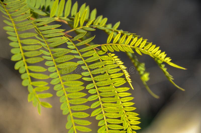 Wild fern stock photo. Image of green, filicopsida, rain - 178062778
