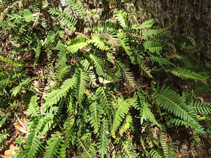 Wild Fern Growing Under Pine Tree Stock Image - Image of spruce, shrub ...