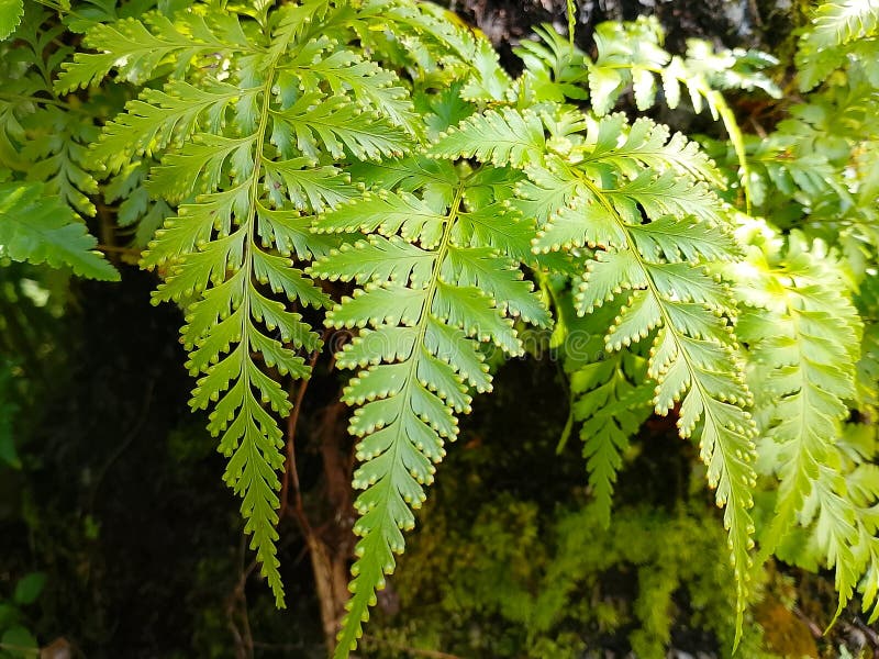 Wild Fern Leaf Type Plants that Grow in the Forest Stock Photo - Image ...