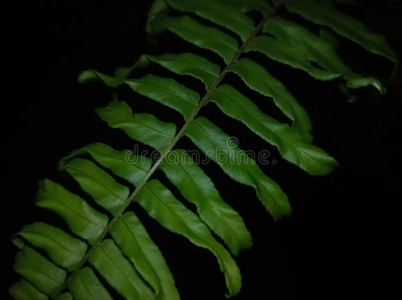Wild Fern Photographed at Night with Low Lighting Stock Image - Image ...