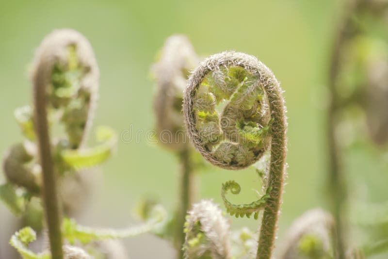 Wild Fern Unfolding in Spring Stock Photo - Image of fern, botanical ...