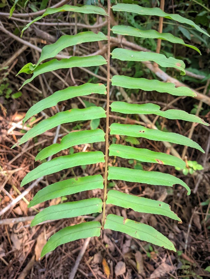 Wild ferns in the forest stock photo. Image of wild - 255091216