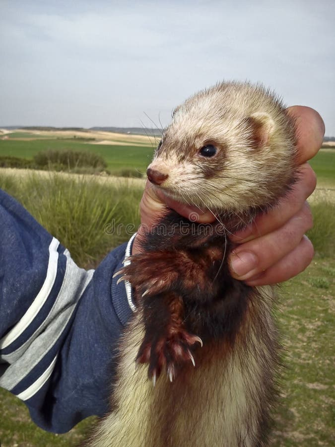 Wild Ferret stock photo. Image of rabbits, carnivore - 52637674