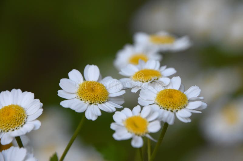 Wild Feverfew Flowers Blooming and Flowering in the Spring Stock Image ...