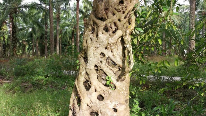 Wild Ficus Microcarpa Root Crawling Around the Palm Trunk. Stock Video ...