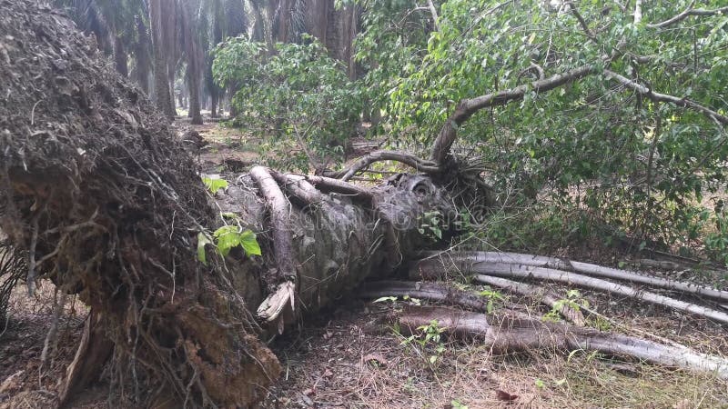 Wild Ficus Microcarpa Sprouting Out from the Uprooted Palm Tree. Stock ...
