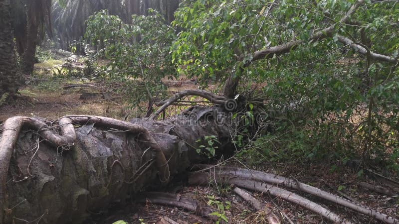 Wild Ficus Microcarpa Sprouting Out from the Uprooted Palm Tree. Stock ...