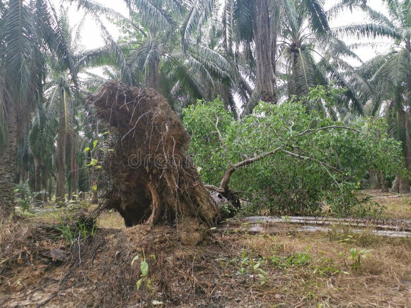 Wild Ficus Microcarpa Sprouting Out of the Uprooted Palm Tree. Stock ...