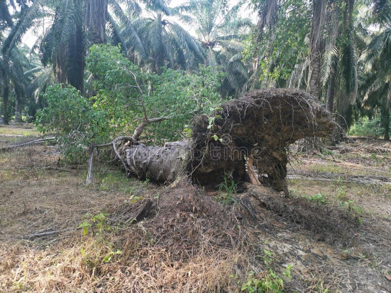 Fallen Palm Oil Tree Trunk Decaying on the Ground. Stock Photo - Image ...