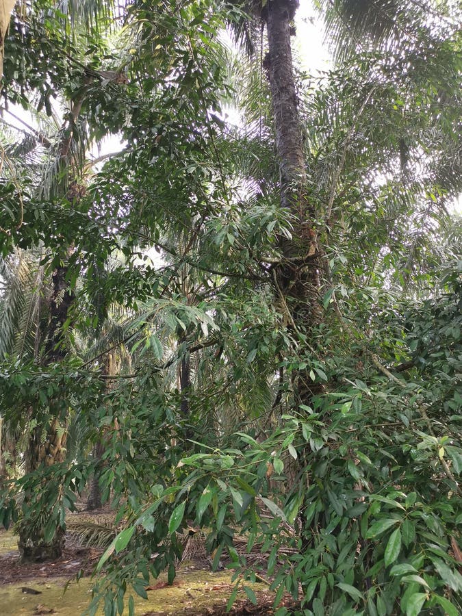 Wild Ficus Microcarpa Tree Sprouting Out from the Palm Tree Trunk ...