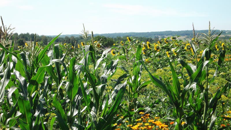 Wild Field with Corn and Sunflowers Stock Photo - Image of cultivation ...