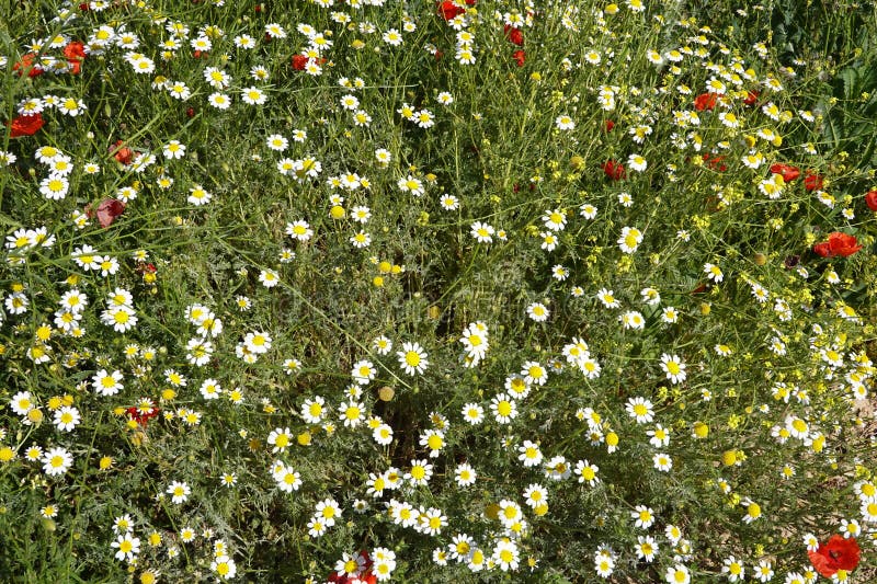 Wild Field with Daisies and Wild Poppies Growing in the Field Stock ...