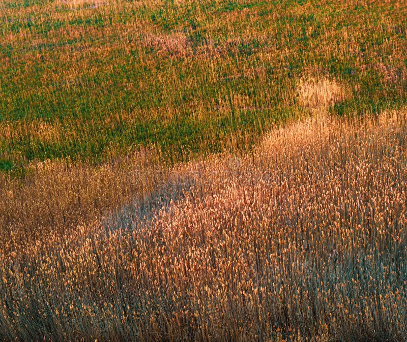 Wild field grass, closeup stock photo. Image of land - 209546550
