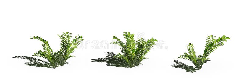 Wild Field Grass, Isolated on White Background Stock Illustration ...