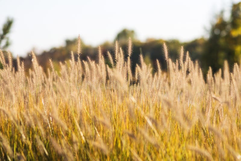 Wild Field of Grass on Sunset, Soft Sun Rays Stock Image - Image of ...