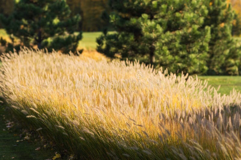 Wild Field of Grass on Sunset, Soft Sun Rays Stock Photo - Image of ...