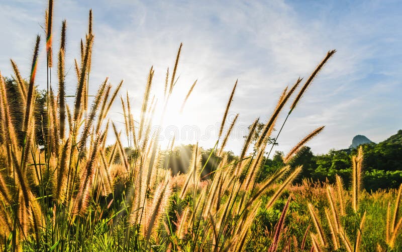 Wild Field of Grass on Sunset, Soft Sun Rays Stock Photo - Image of ...