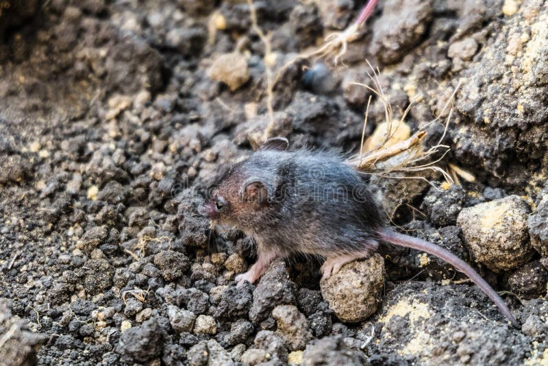 Wild Field Little Young Mouse on the Ground Stock Photo - Image of ...