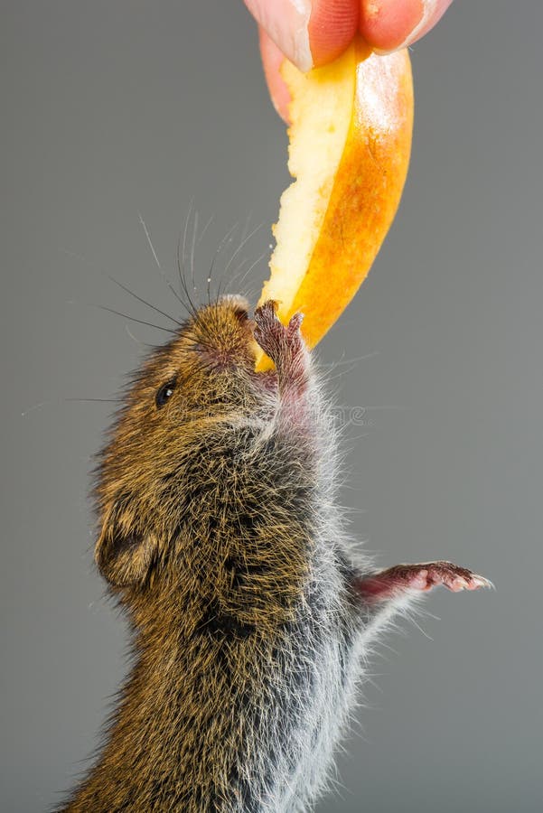 Wild Field Mouse Stretching To Reach a Slice of Apple Stock Image ...