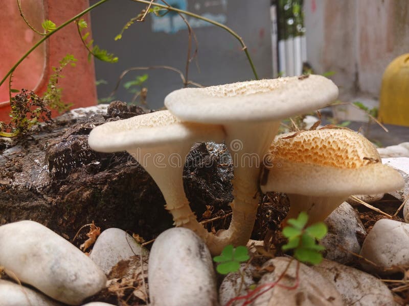 Wild Field Mushroom (Agaricus Campestris) in Field. Stock Image - Image ...