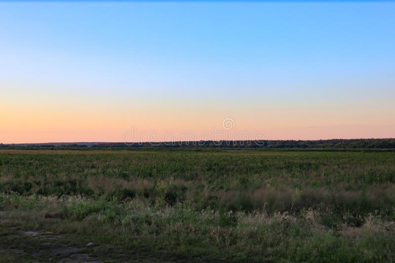 Wild Field at Summer in Golden Hour. Stock Photo - Image of grass ...