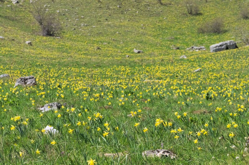 Wild Field of Yellow Daffodils Stock Photo - Image of filed, nature ...