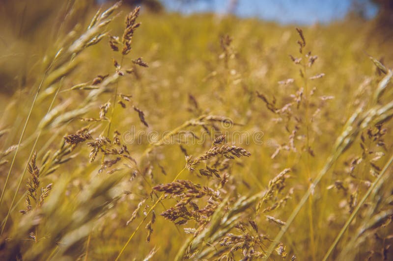 Wild field stock photo. Image of blue, flowers, plants - 93959040