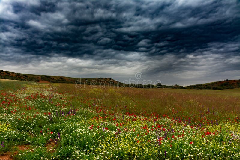 Wild Fields with Flowers and Clouds Stock Photo - Image of clouds, grow ...