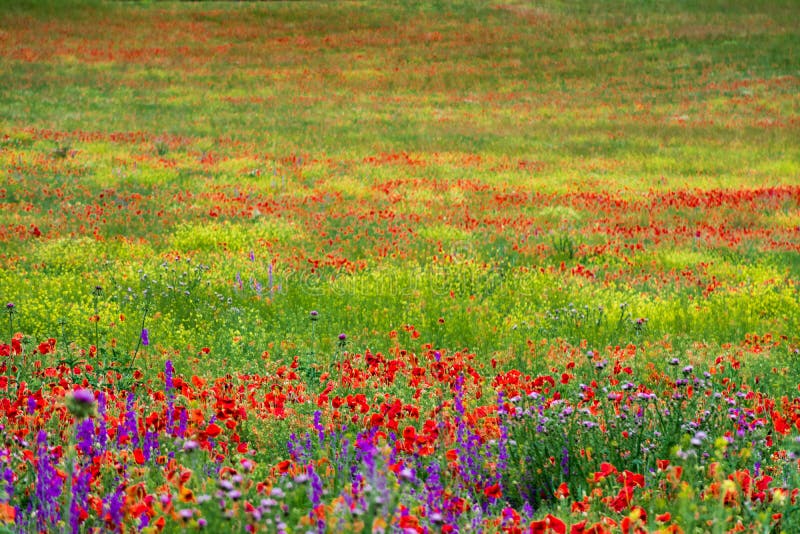 Wild Green Fields with Flowers Stock Image - Image of beautiful, farm ...