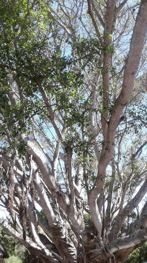 Wild fig tree stock image. Image of brances, tree, flora - 172119023