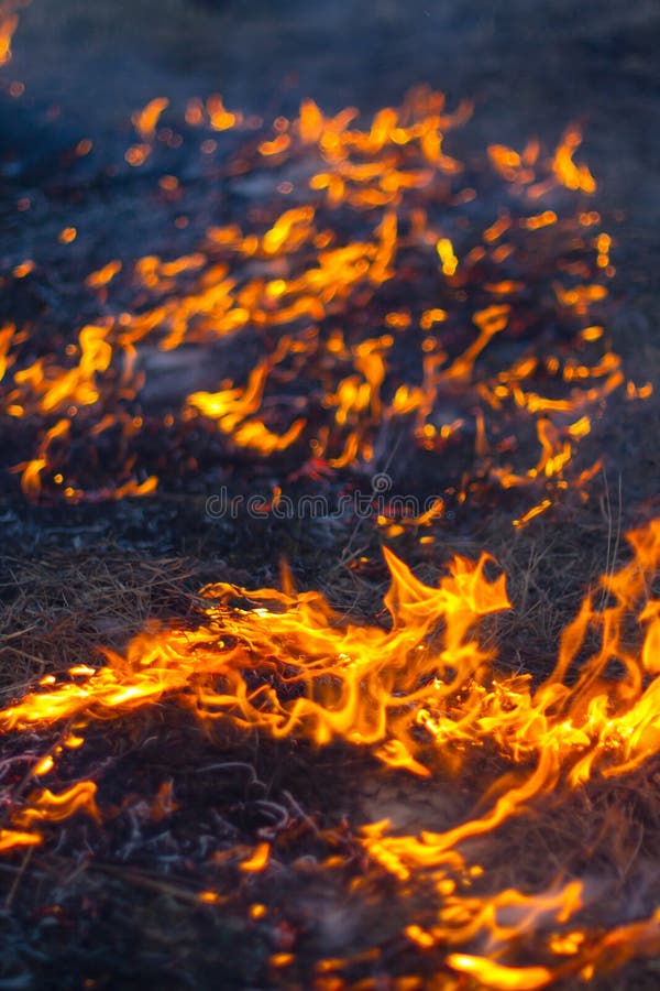 Wild fire stock image. Image of herb, evil, sward, kind - 61689389