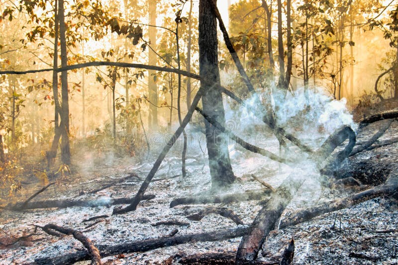 Destroyed by Burning Tropical Forest Stock Photo - Image of environment ...