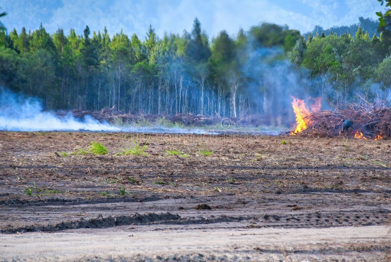 Wild Fire in the Forest, Burning Trees. Environment Danger Stock Image ...