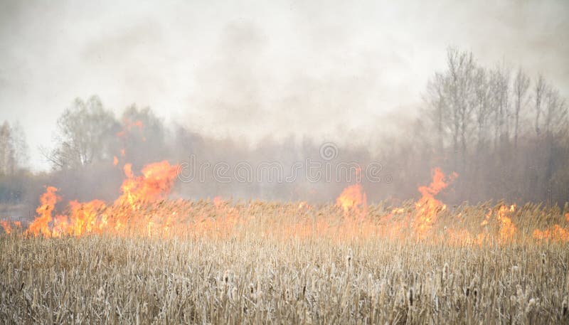 Wild Fire stock image. Image of fire, nature, natural - 52699333