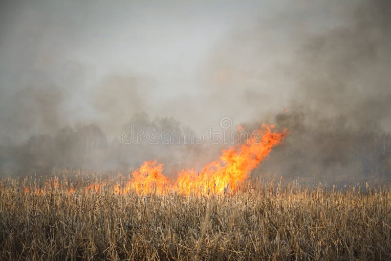 Wild Fire stock image. Image of smoke, wilderness, brown - 52699349