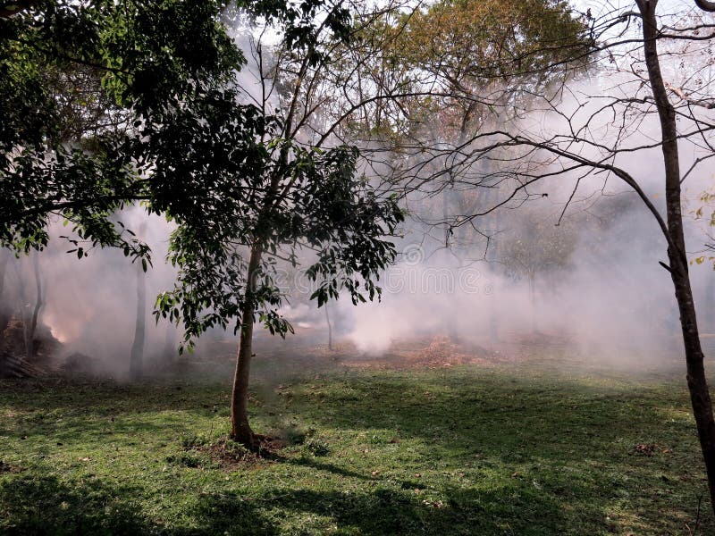 Wild Fire in the Forest in the Dry Season in Asia Stock Photo - Image ...
