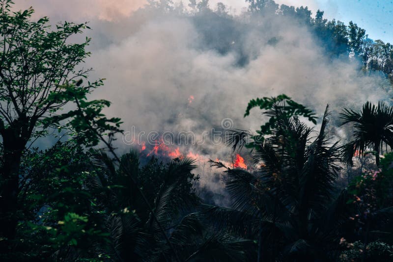 Wild fire jungle stock photo. Image of nature, flower - 179274436