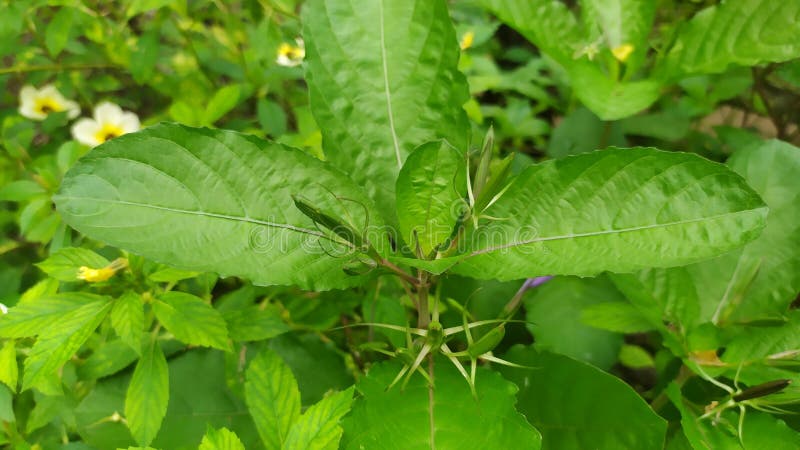 Wild firecracker plant stock photo. Image of purple - 352776274