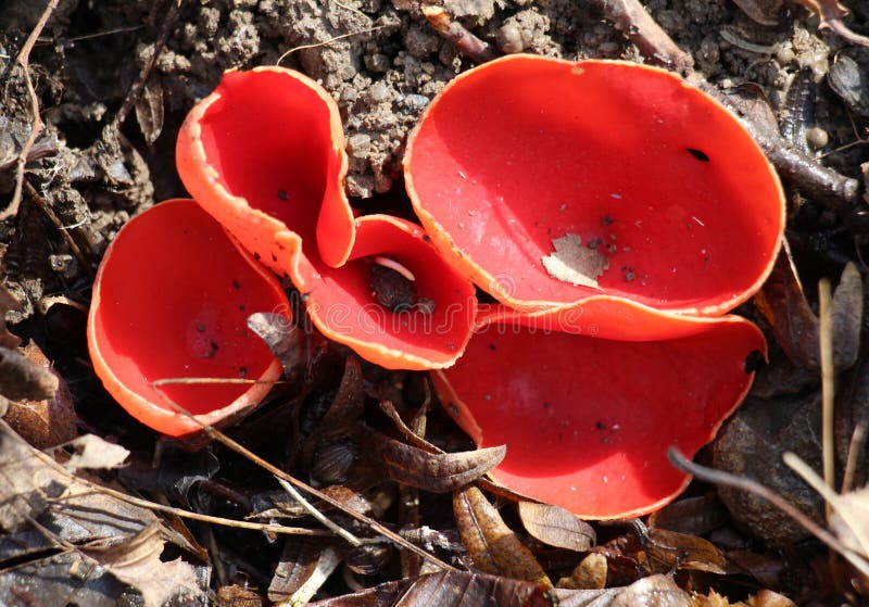 In the Wild, the First Spring Mushroom Sarcoscypha Stock Image - Image ...