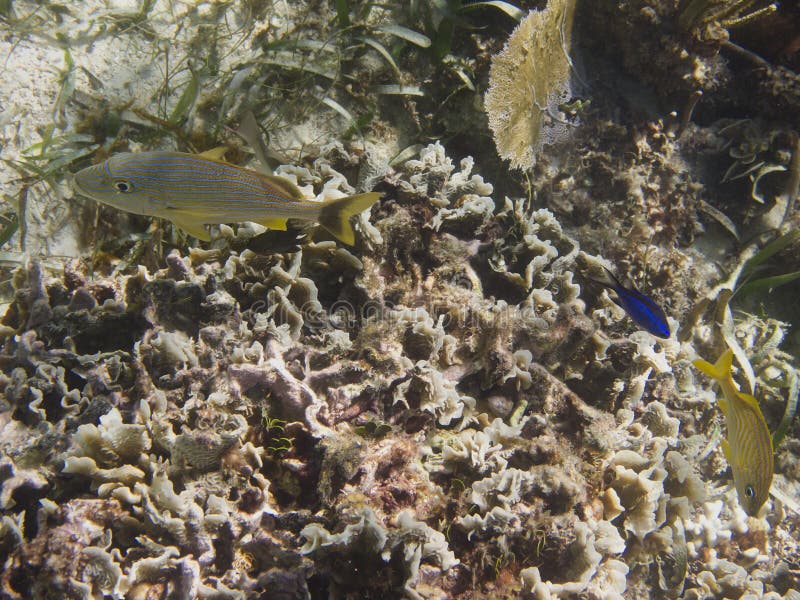 Wild fish stock image. Image of life, yellow, colony - 21850607