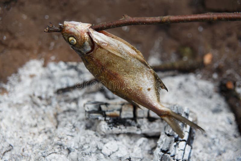 Wild Fish Caught in the Lake Fried on a Fire Stock Photo - Image of ...