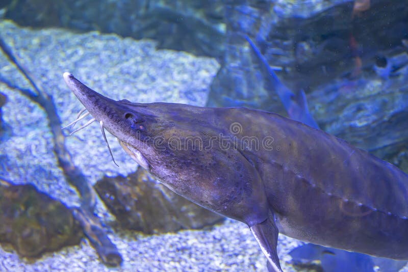 Wild Fish in a Huge Beautiful Aquarium Stock Photo - Image of life ...